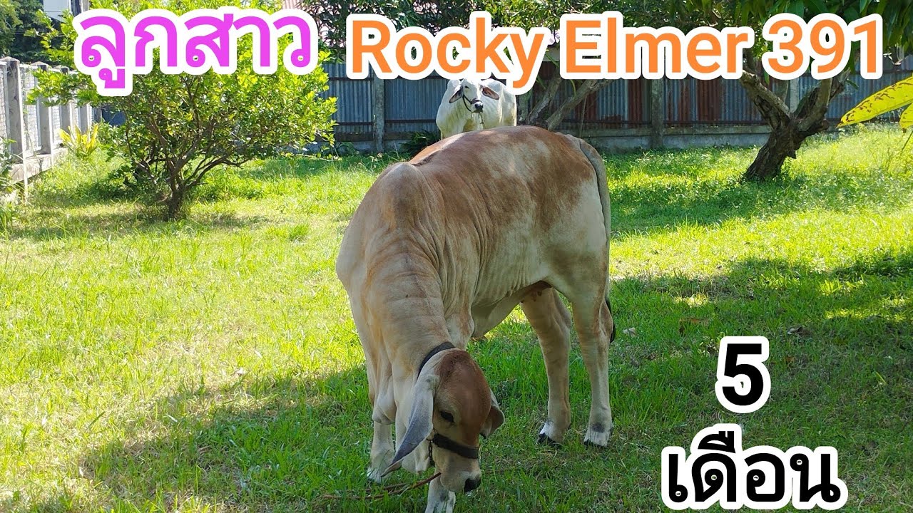 ลาเต้ วัวน้อย5 เดือน ลูกสาว Rocky Elmer 391 - YouTube