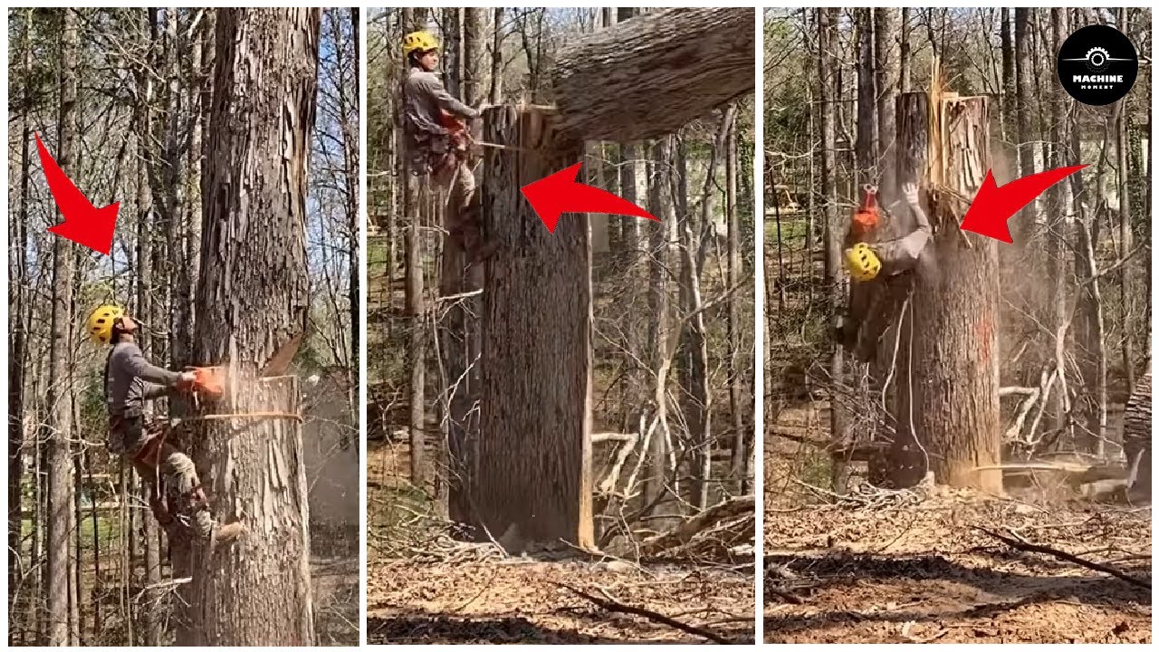 Dangerous Fastest Idiots Cutting Tree Fails Skill With Chainsaw | Tree ...