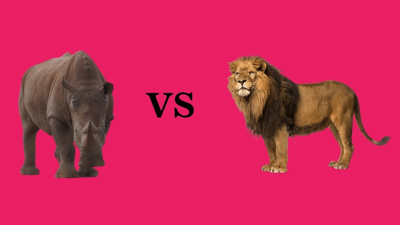 Rhino vs Lion - YouTube