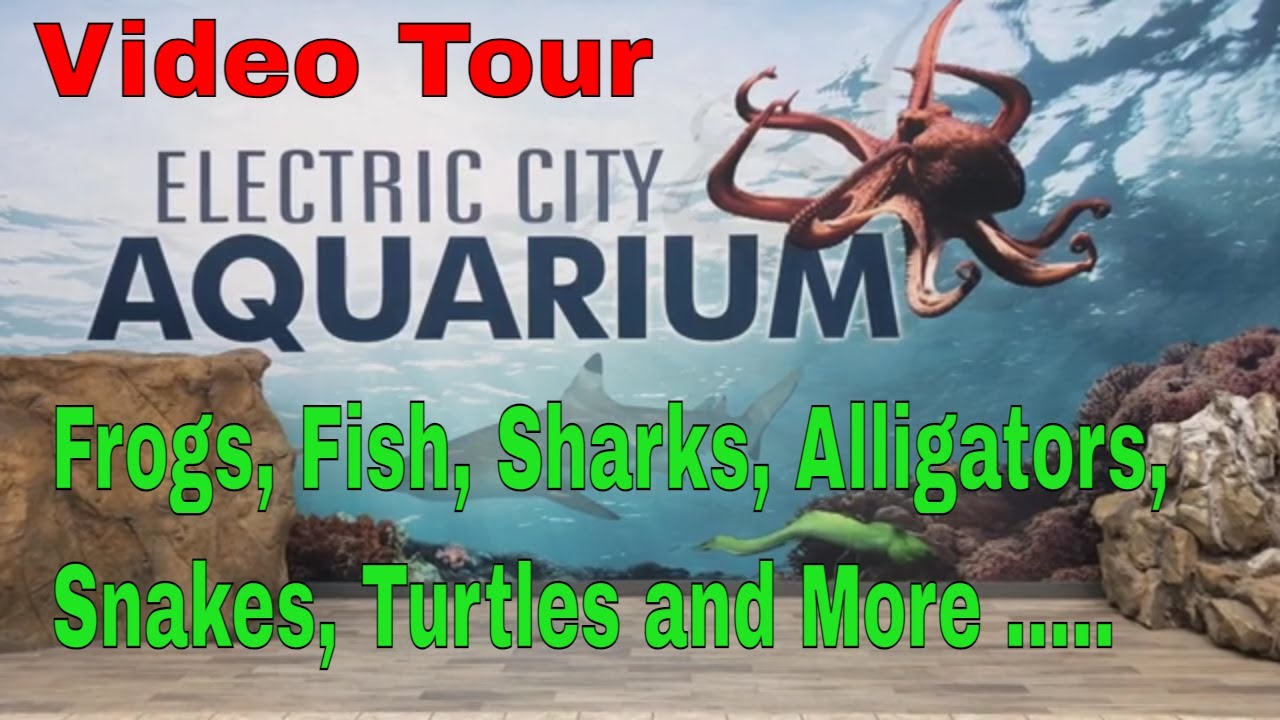 Tour of Electric City Aquarium and Reptile Den in Scranton, Pa - YouTube