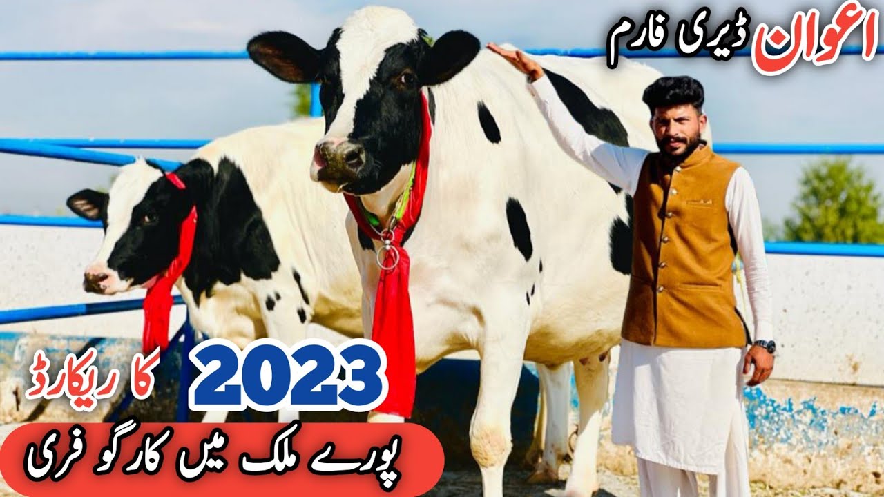 Awan Dairy Farm | 30+ milking Record | Heavy milker cows | Pure HF ...