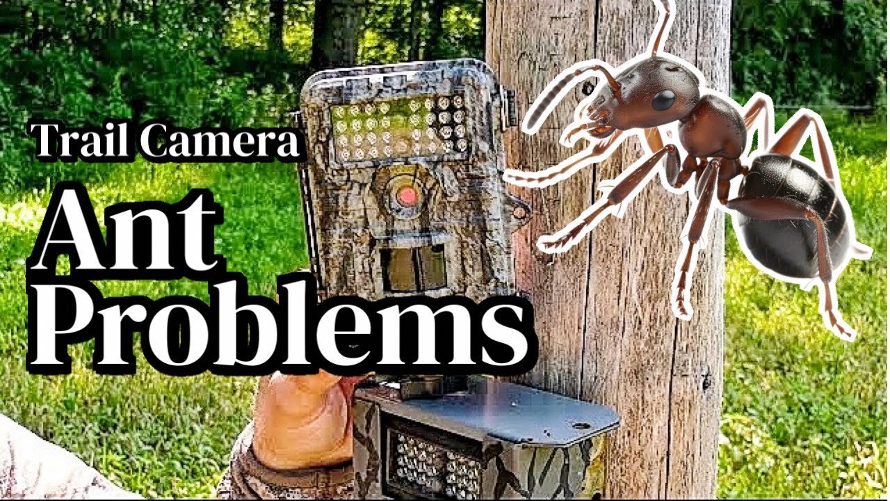Trail Camera Ant Prevention Tip - YouTube