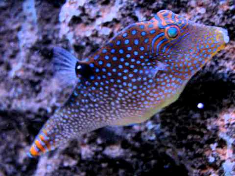 Super Rare Fuji Puffer Saltwater Tank Fish - YouTube