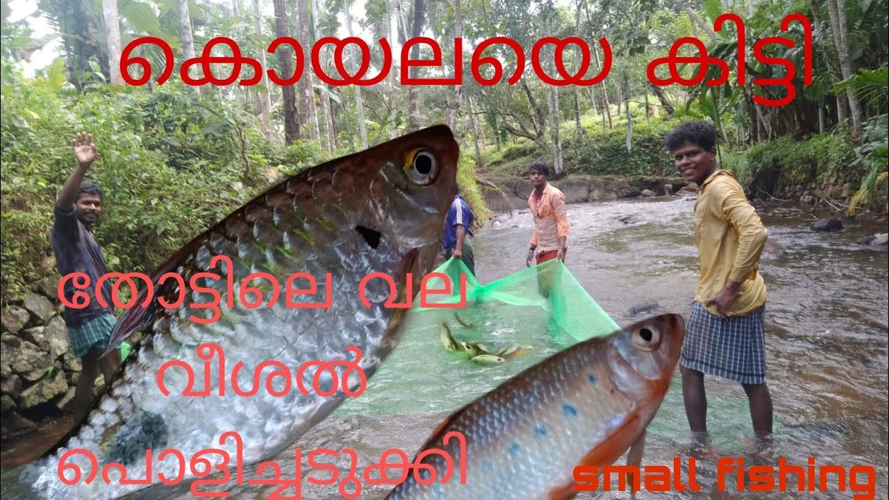 fishing തോട്ടിലെ ചാകര വല വീശി മീൻ പിടുത്തം 🐬 small fishing - YouTube