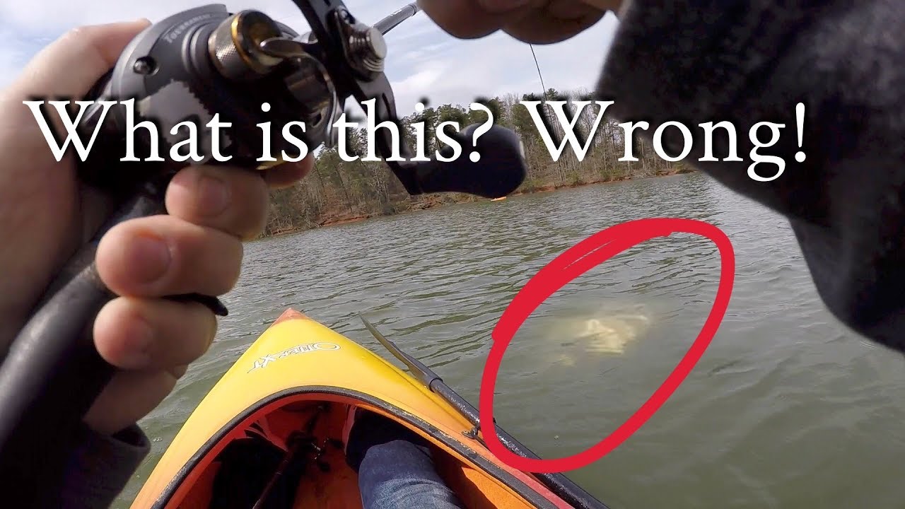 Mystery Fish Challenge - YouTube