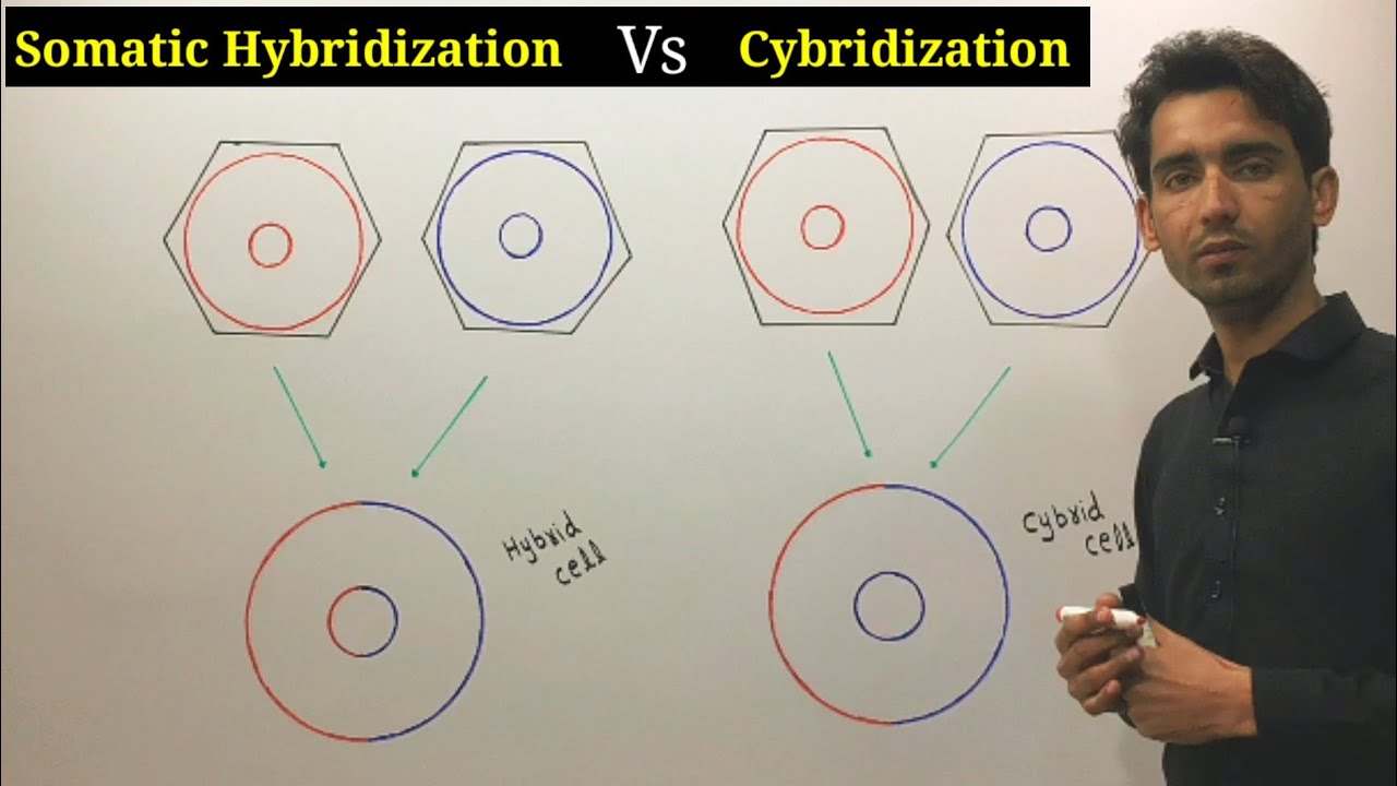 Difference Between Somatic Hybridization And Cybridization In Plant ...