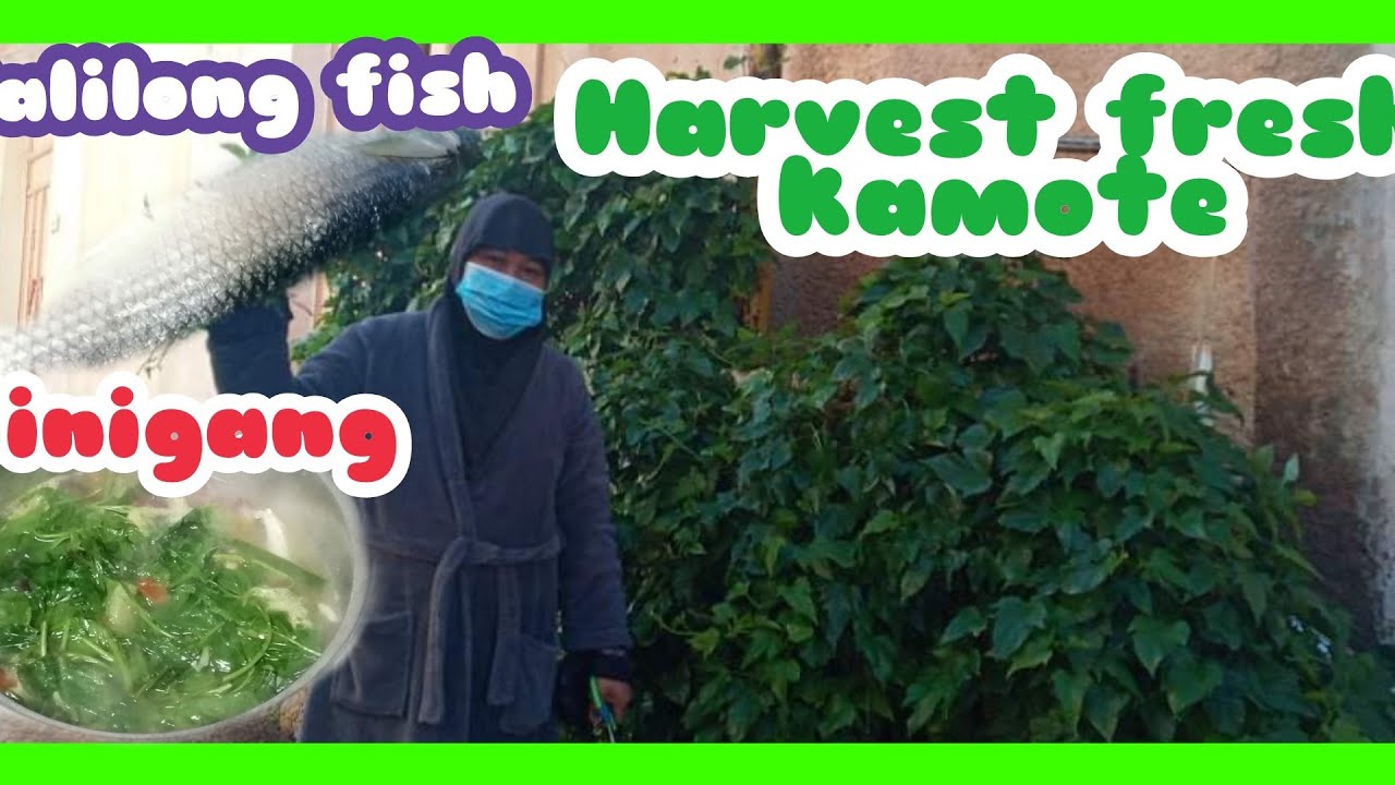 COOKING SINIGANG (Talilong fish with talbos ng KAMOTE) - YouTube