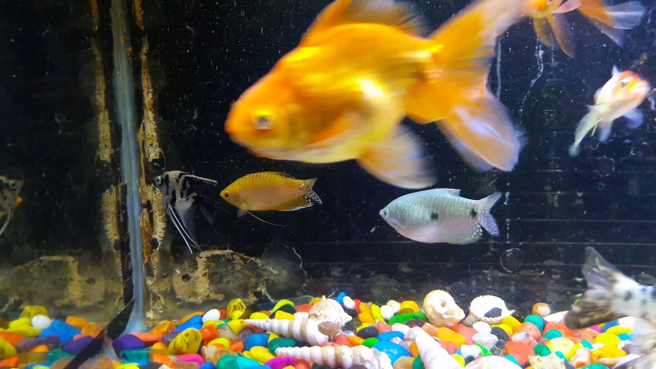 Nishant Gupta fish aquarium - YouTube