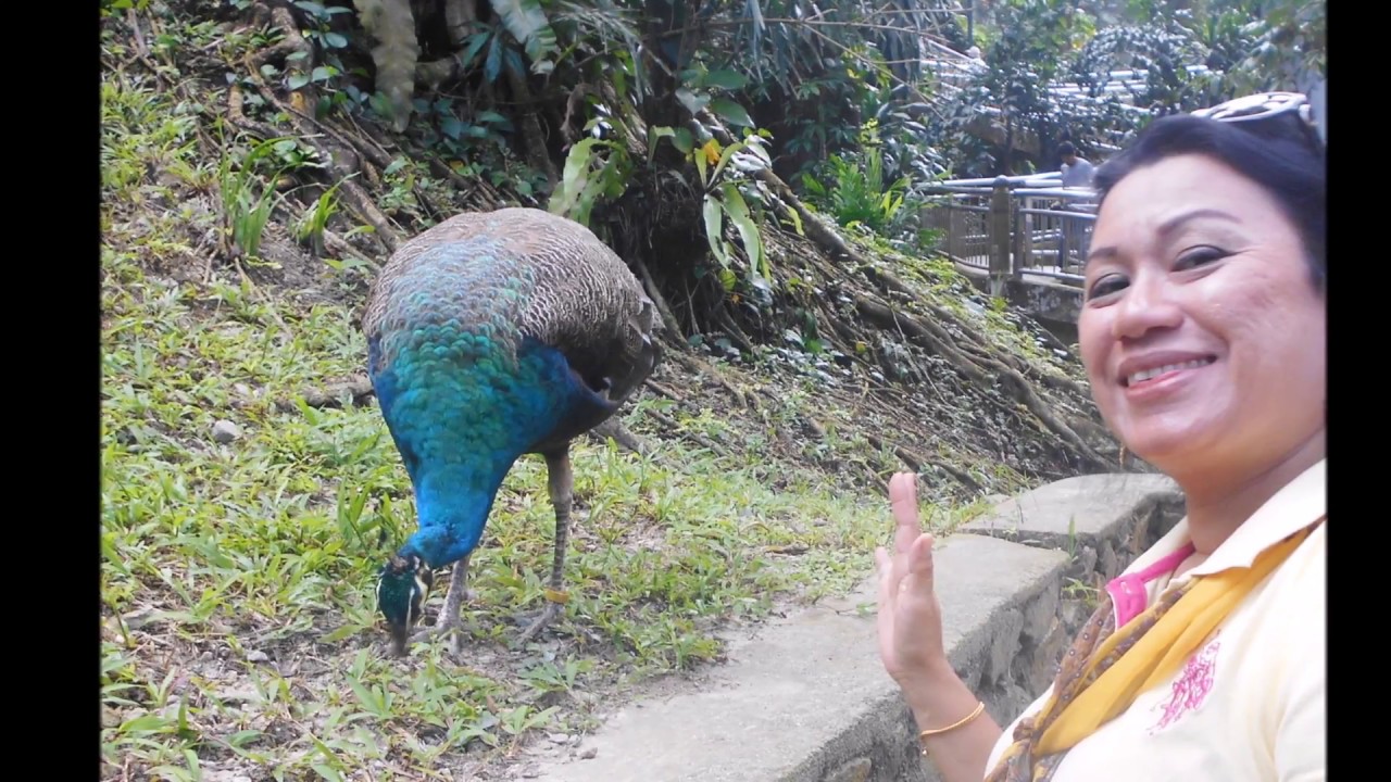 HH PRINCESS ROMONA MURAD - VISIT TO KUALA LUMPUR BIRD'S PARK - YouTube