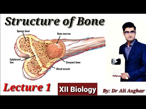 Structure of Bone (Support and Movement) Lecture 1 - YouTube