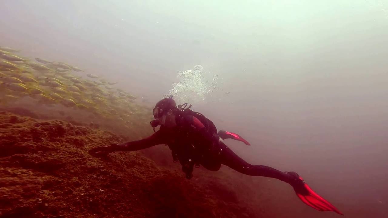 Diving Flat Rock North Stradbroke Island - YouTube