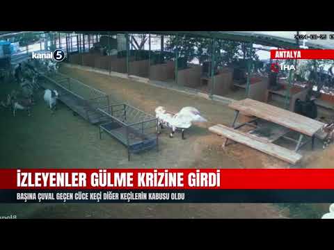 İzleyenler Gülme Krizine Girdi  | Başına Çuval Geçen Cüce Keçi Diğer Keçilerin Kabusu Oldu