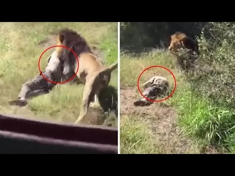 Top 20 Crazy and Scary Wild Animal Encounters Caught on Camera 😲 - YouTube