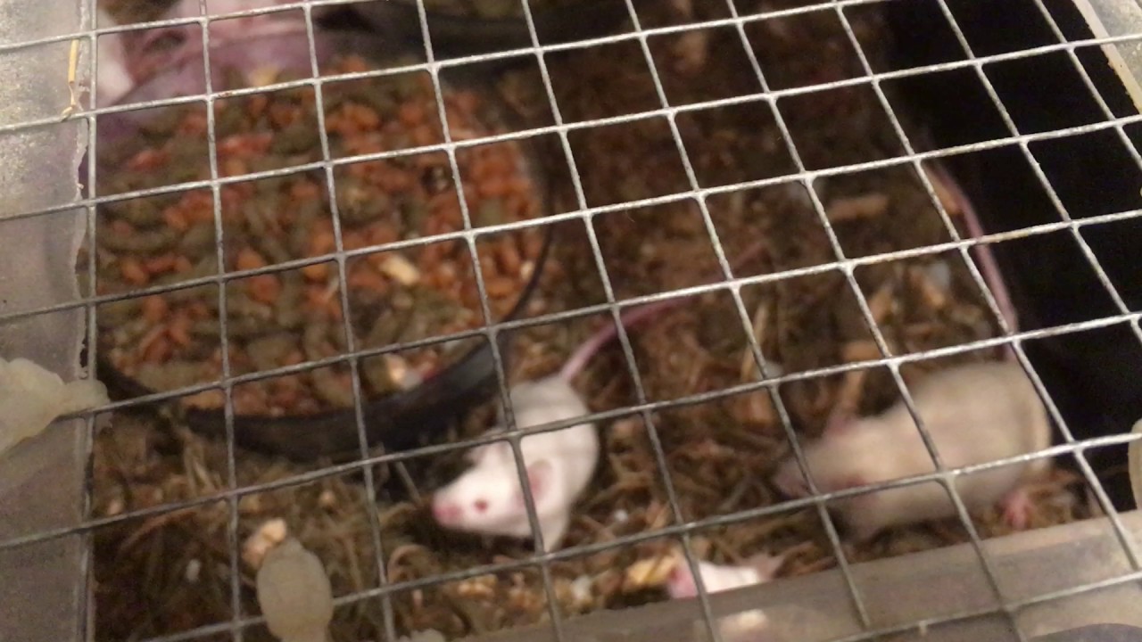Albino mouse colonies (Αποικίες αλφικών ποντικών) - YouTube