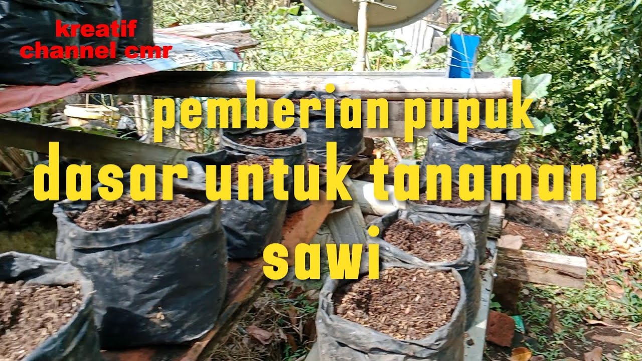 cara membuat pupuk dasar untuk tanaman - YouTube