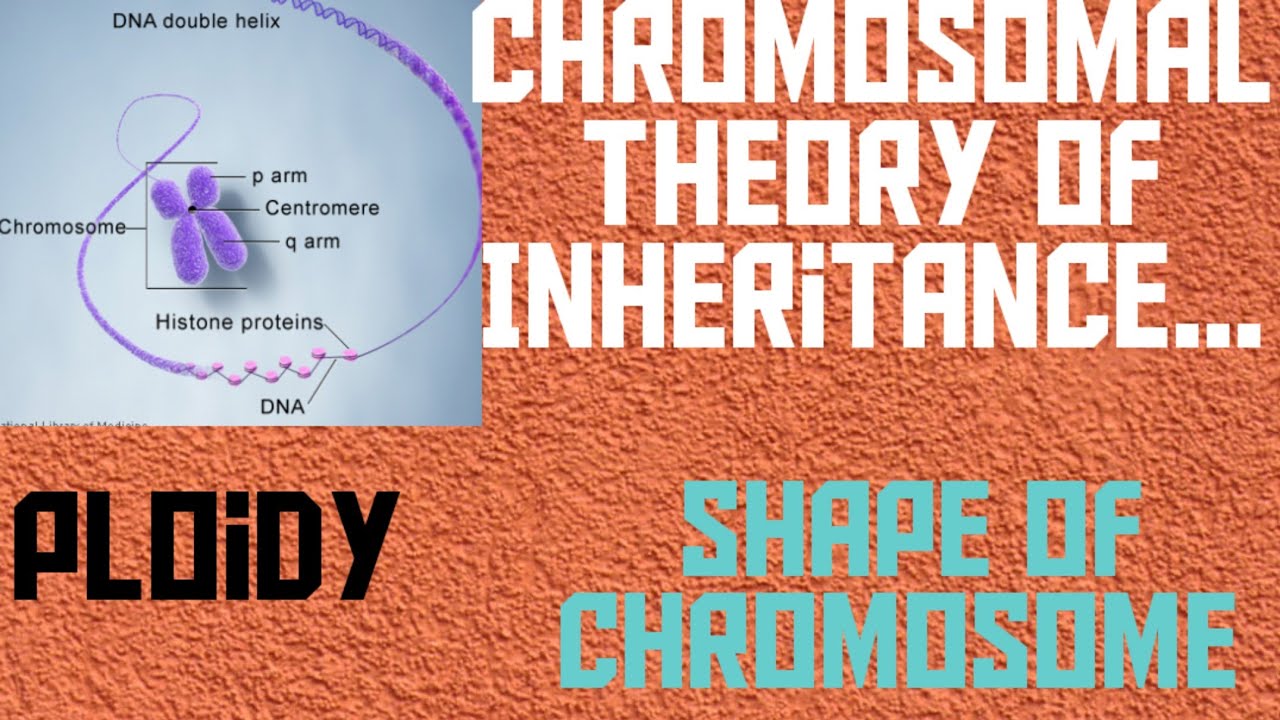 12th bio|Inheritance and Variation part 6|Chromosomal theory of ...