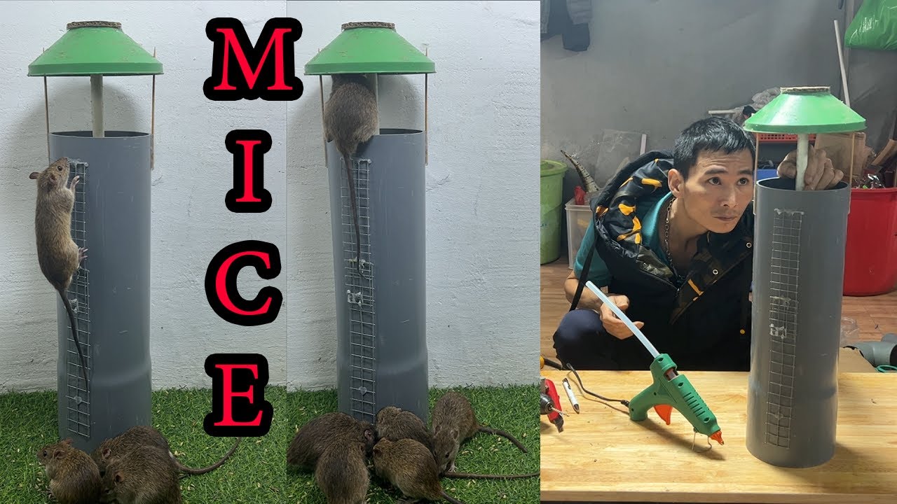 Top 10 top mouse traps in the world | Mouse trap | My 30 minutes of ...