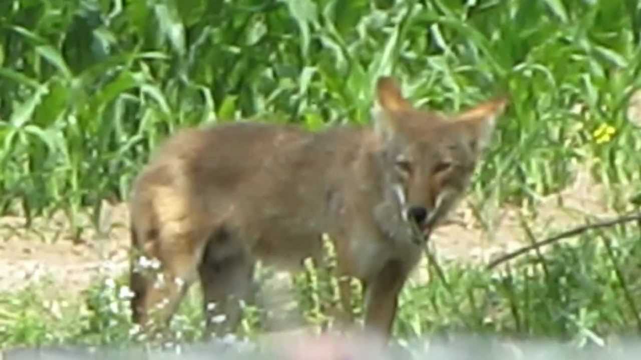 Juvenile Coyote in corn field at Frenchman's Bar Trail in Washington 7 ...