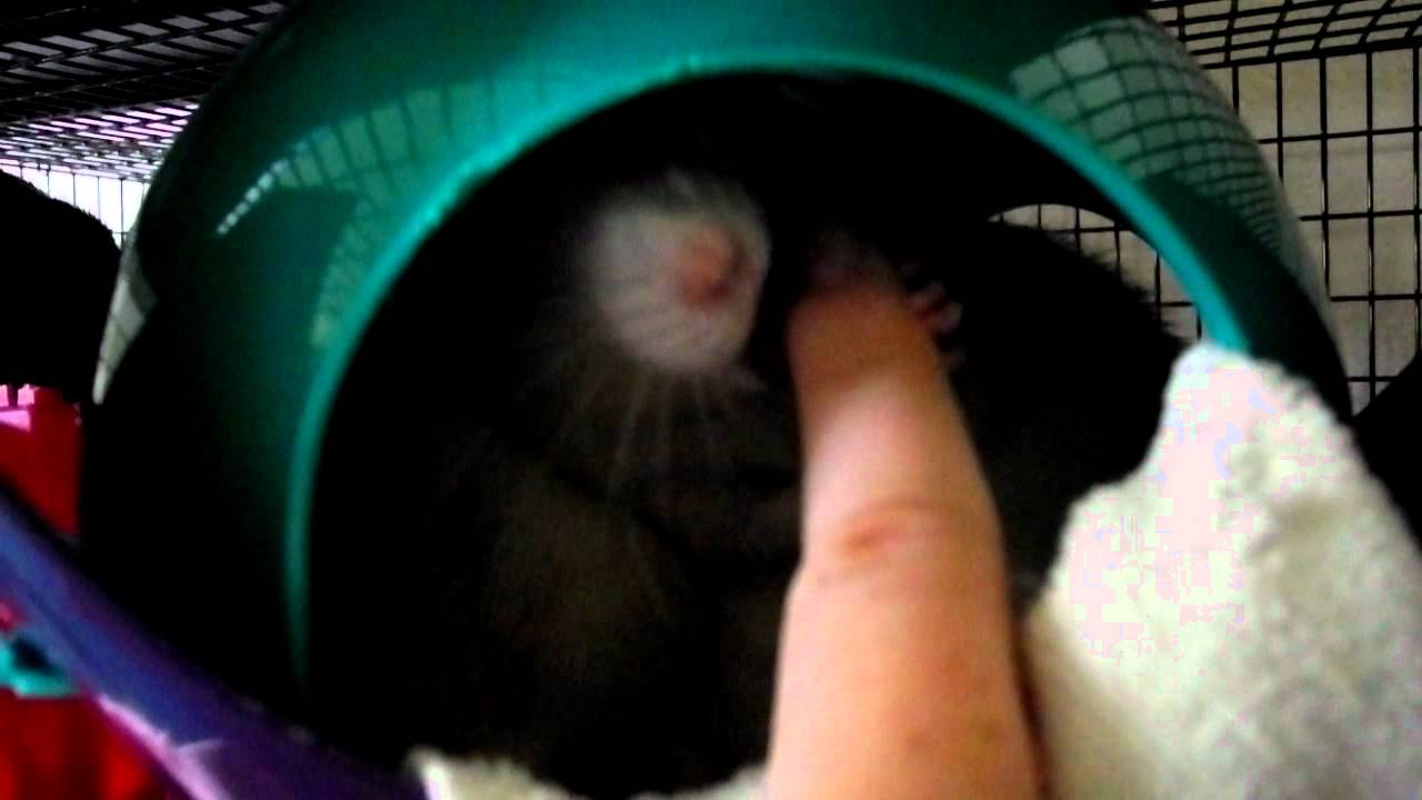 How many rats can fit in a sputnik? - YouTube