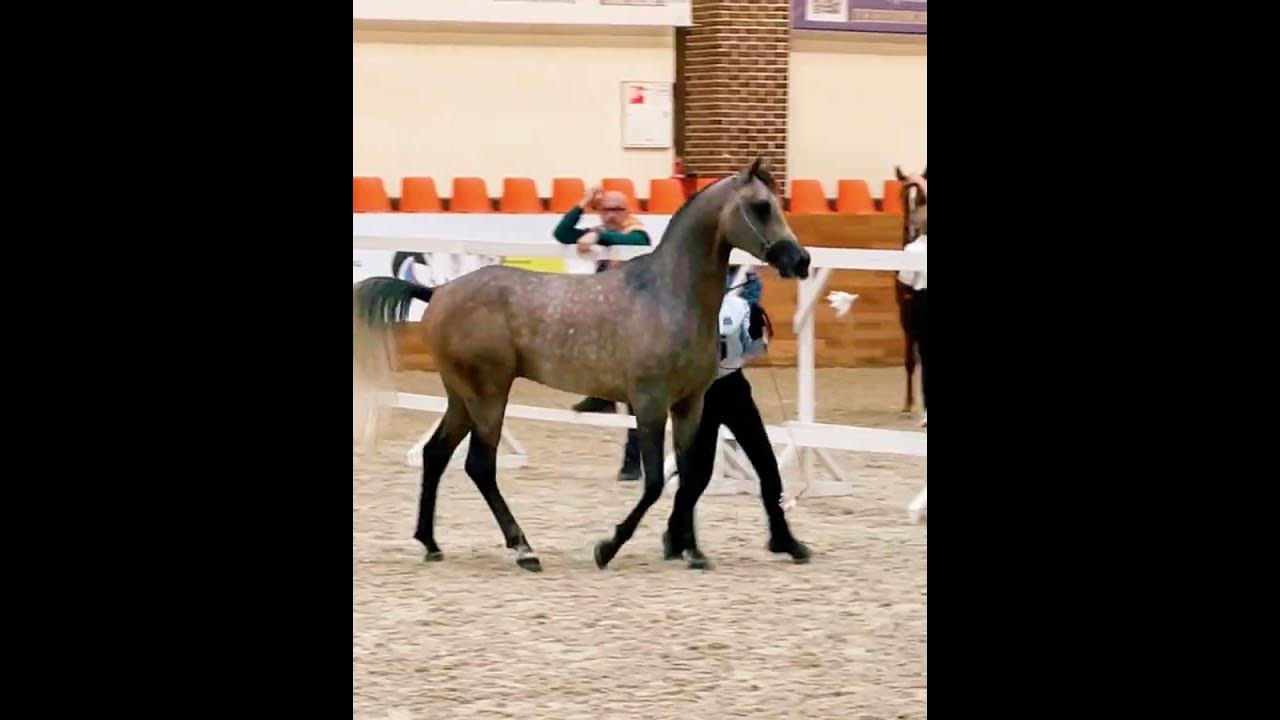 Арабский жеребец Вольфганг 2017 гр - YouTube