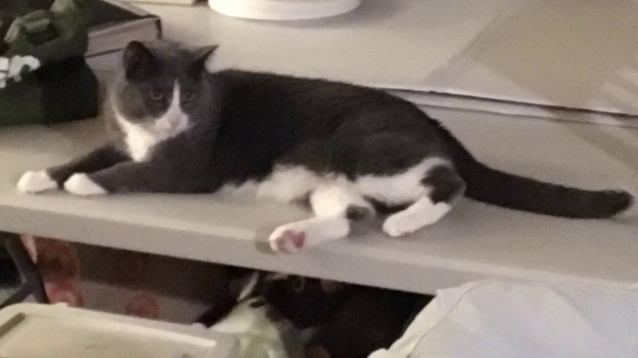 Luke the Cat - YouTube