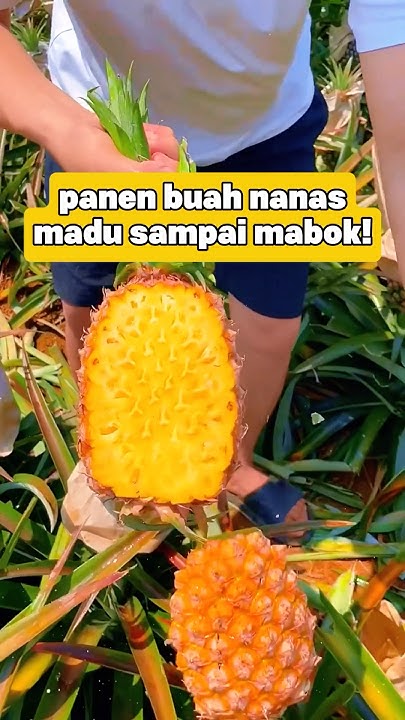 Panen nanas madu langsung di kebunnya! #shorts - YouTube