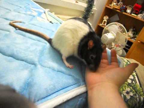 Rats are: Friendly - YouTube