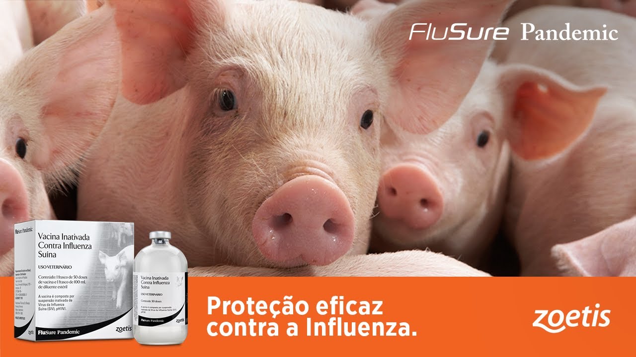 FluSure Pandemic – A importância da vacinação contra a Influenza suína ...