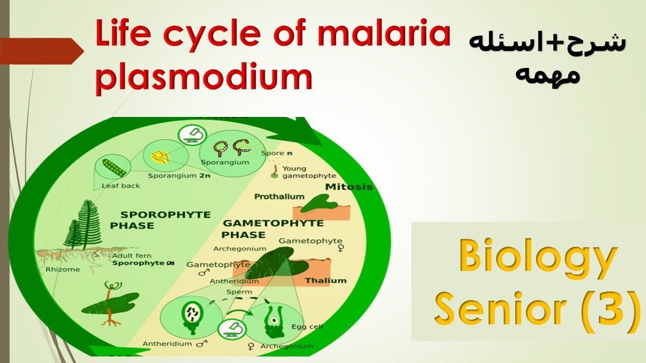 ثانويه عامه life cycle of a fern plant polypodium - YouTube