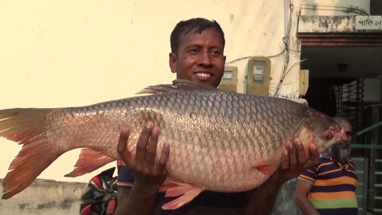 14 KG Red Color Rohu Fish Catching By Shaon In Padma River - YouTube