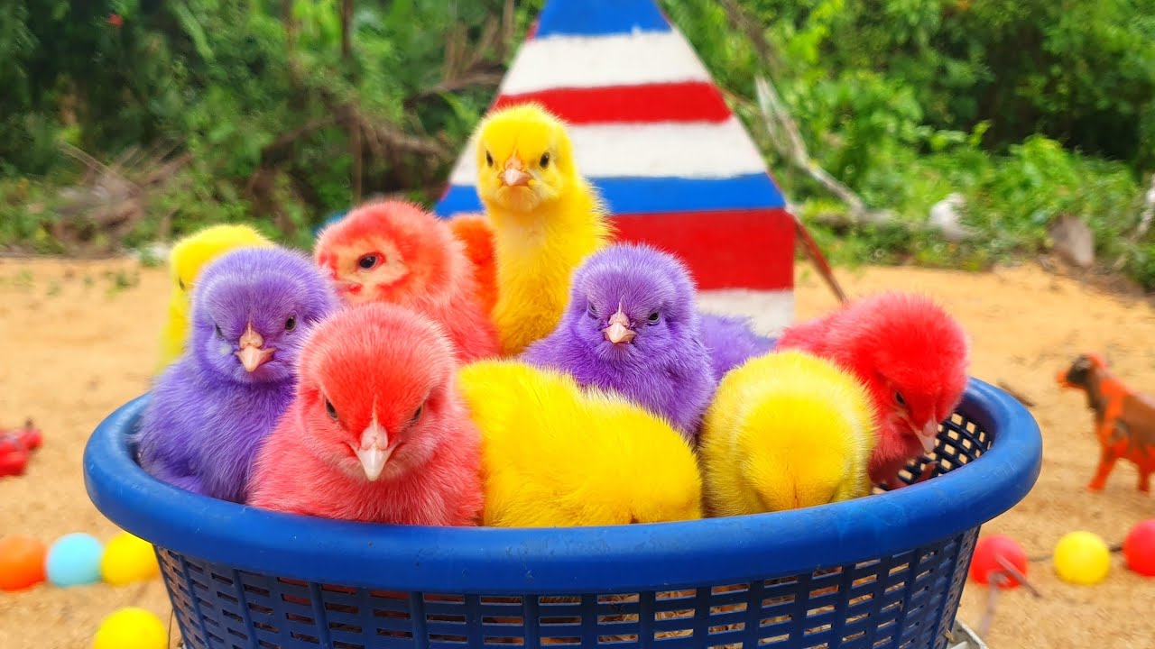 World Cute Chickens, Colorful Chickens, Rainbows Chickens, catching ...