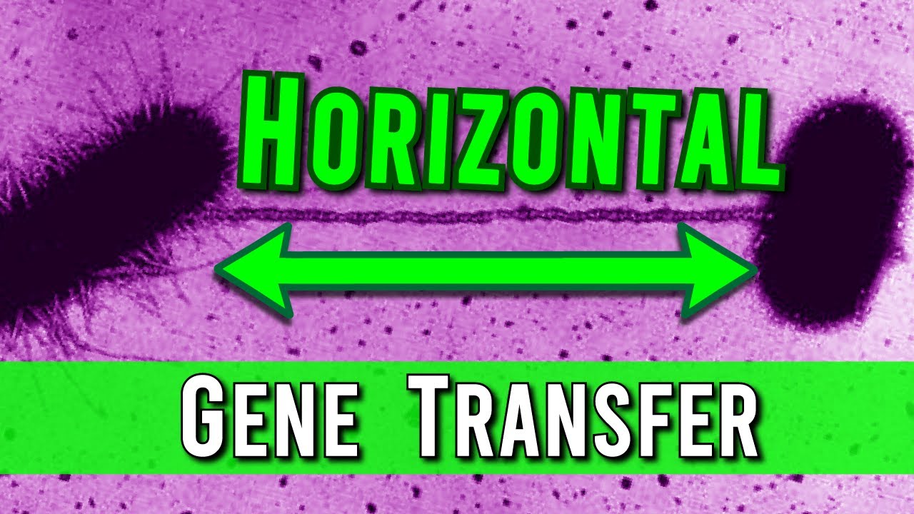 What is Horizontal Gene Transfer? - YouTube