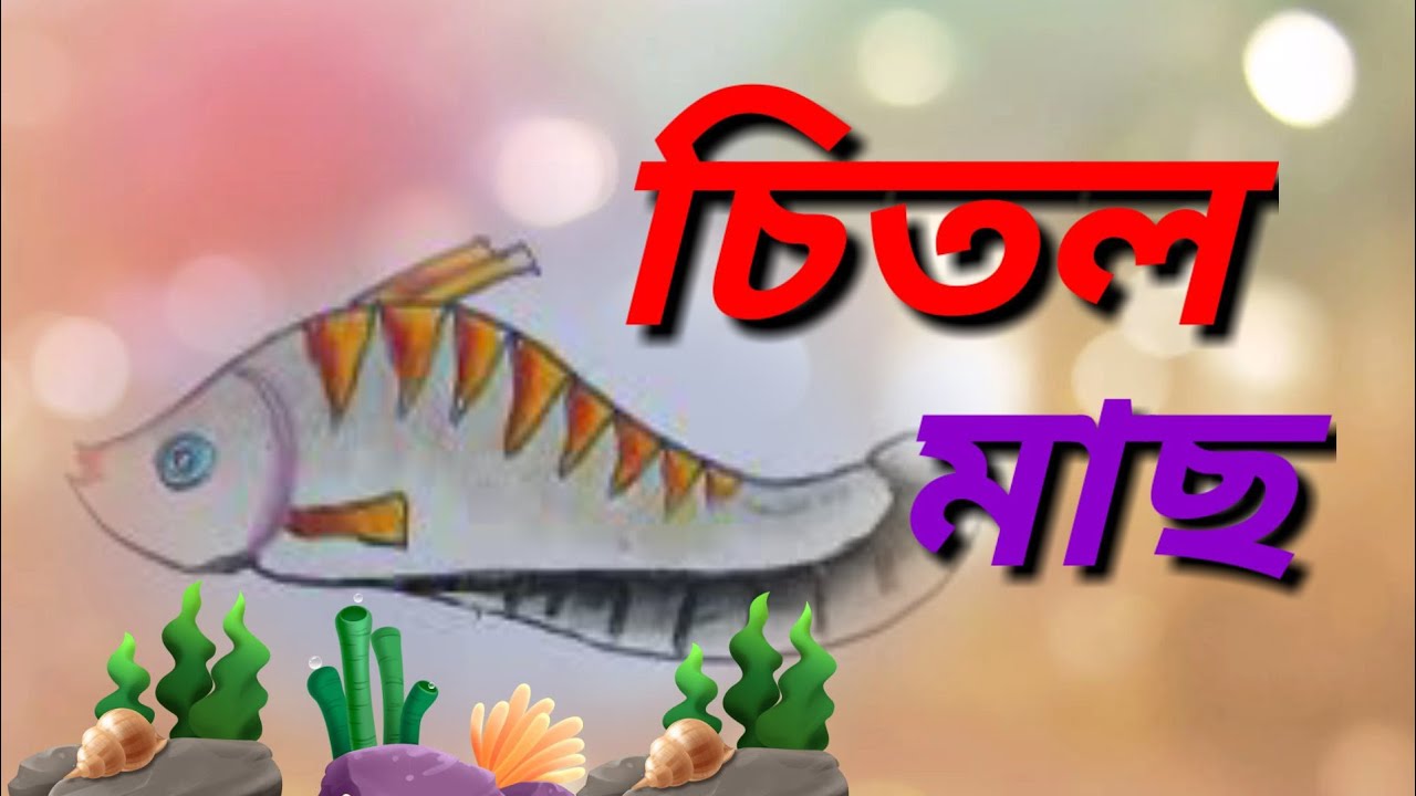 HOw TO Chital Fish Drawing Video //Chital Fish //Shongita Art - YouTube
