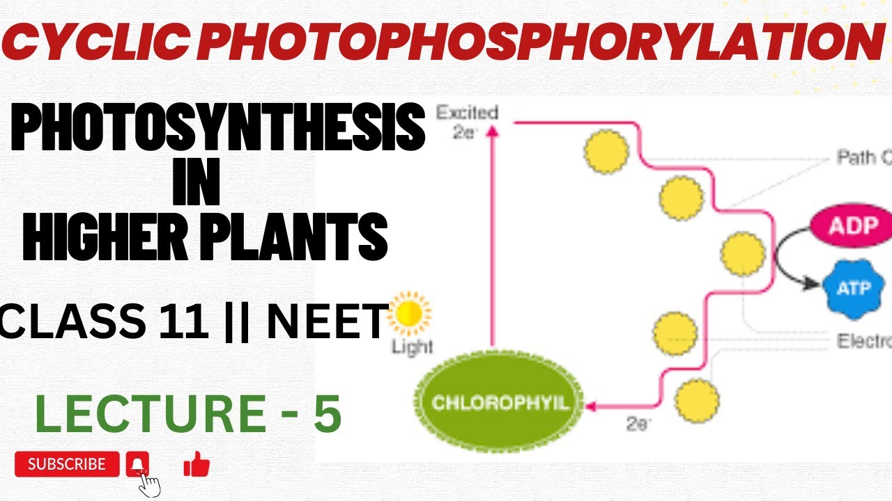 Light Reaction of Photosynthesis | CYCLIC PHOTOPHOSPHORYLATION || CLASS ...
