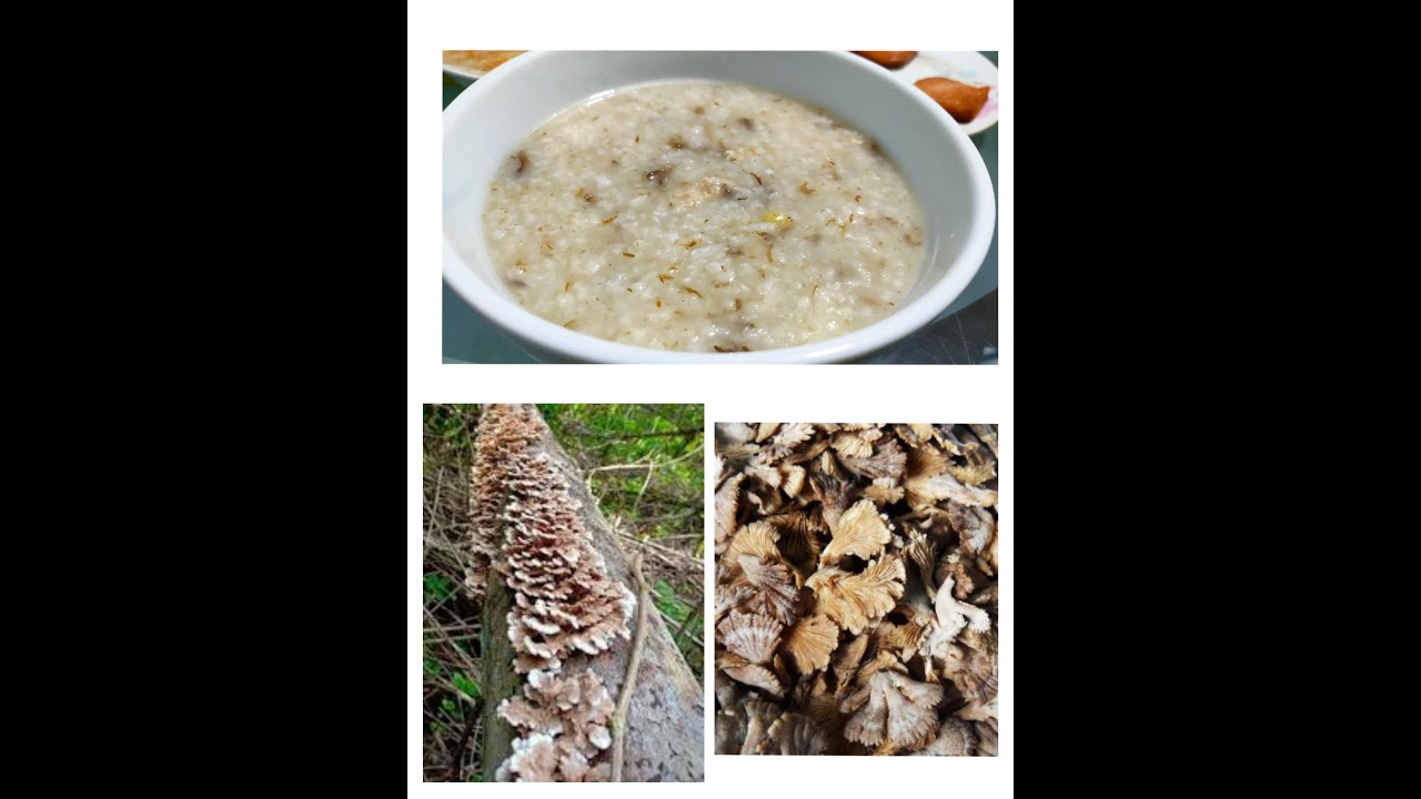 Wild fungus @ kodop porridge - YouTube