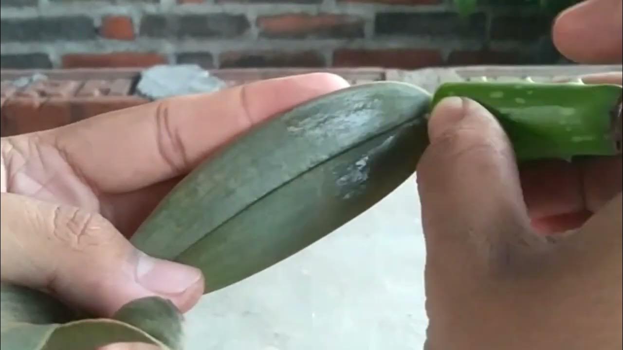 Coba Mengatasi Anggrek Dengan Daun Yang Menguning Youtube