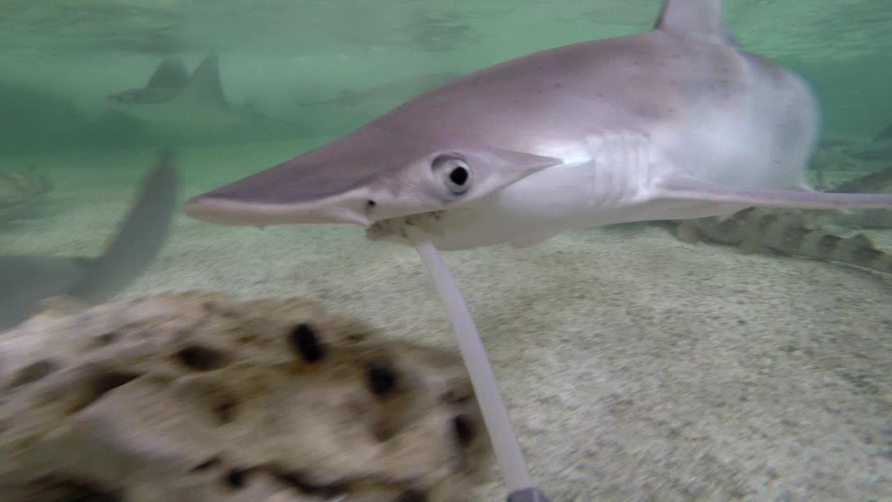 GoPro video of shark feeding at Saint Louis Zoo - YouTube