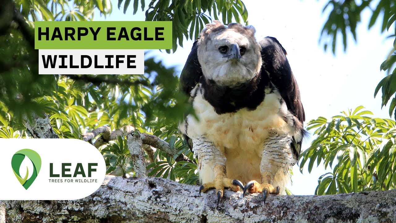HARPY EAGLE (Harpia harpyja) - YouTube