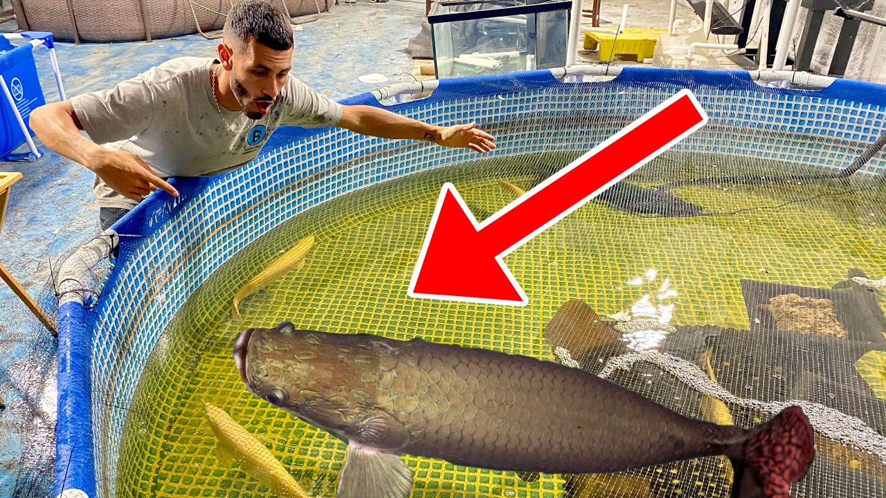 GIANT Most DANGEROUS Fish Feeding + NEW Surprise! - YouTube