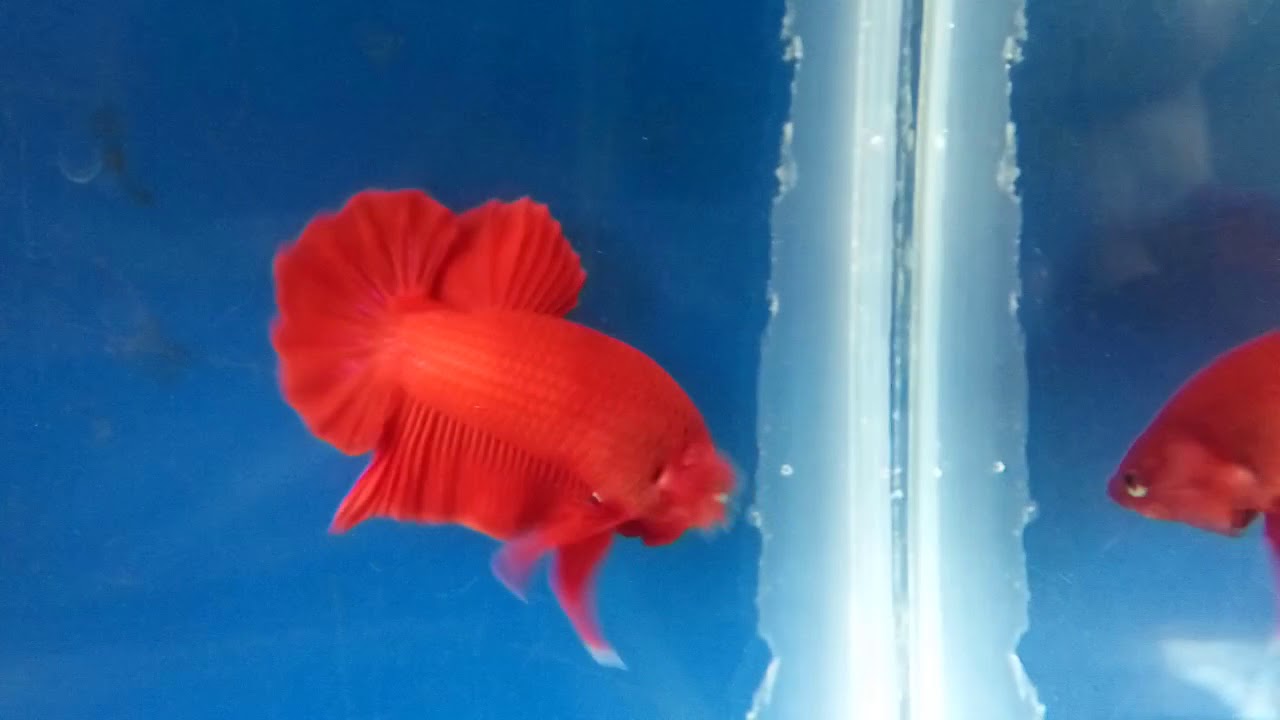 Ahde (ikan merah merona)ikan cupang warna dasar merah) - YouTube