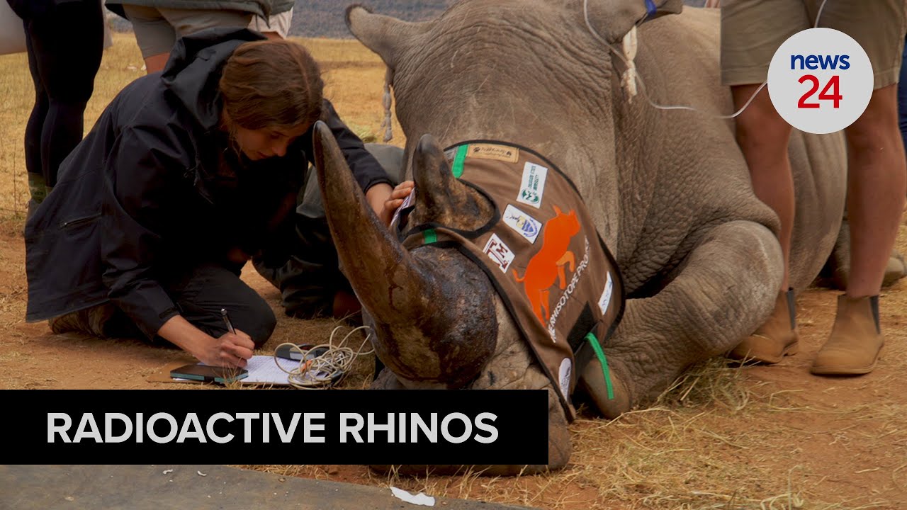 WATCH | Radioactive rhino: Nuclear technology may be horn in poachers ...
