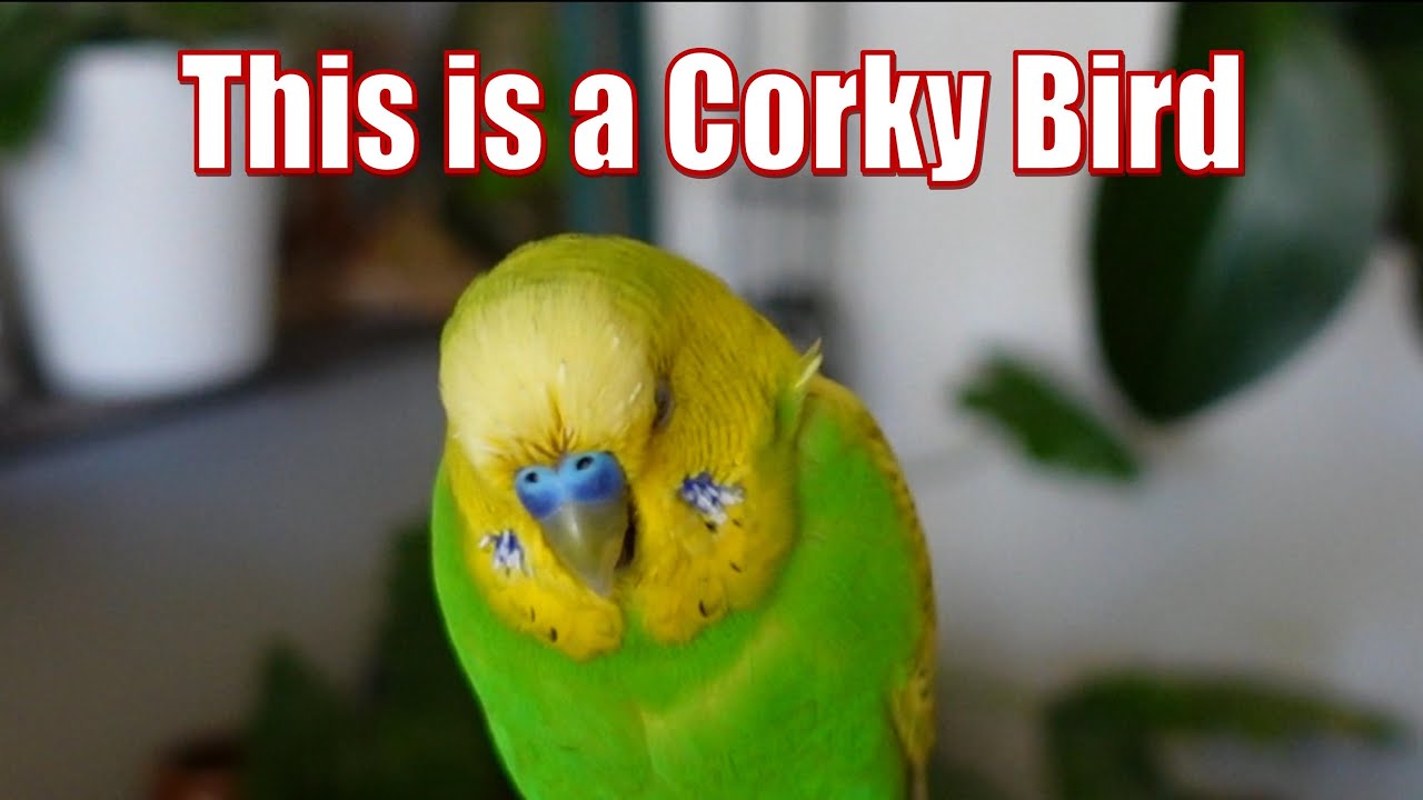 PEDRO the Corky Bird - YouTube