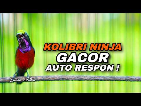 MASTERAN KOLIBRI NINJA GACOR FULL ISIAN MEWAH COCOK UNTUK MATERI SEGALA JENIS BURUNG LOMBA