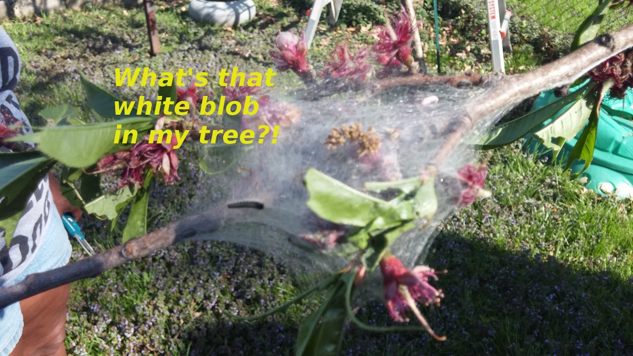 What's that White Blob In My Tree?! - YouTube