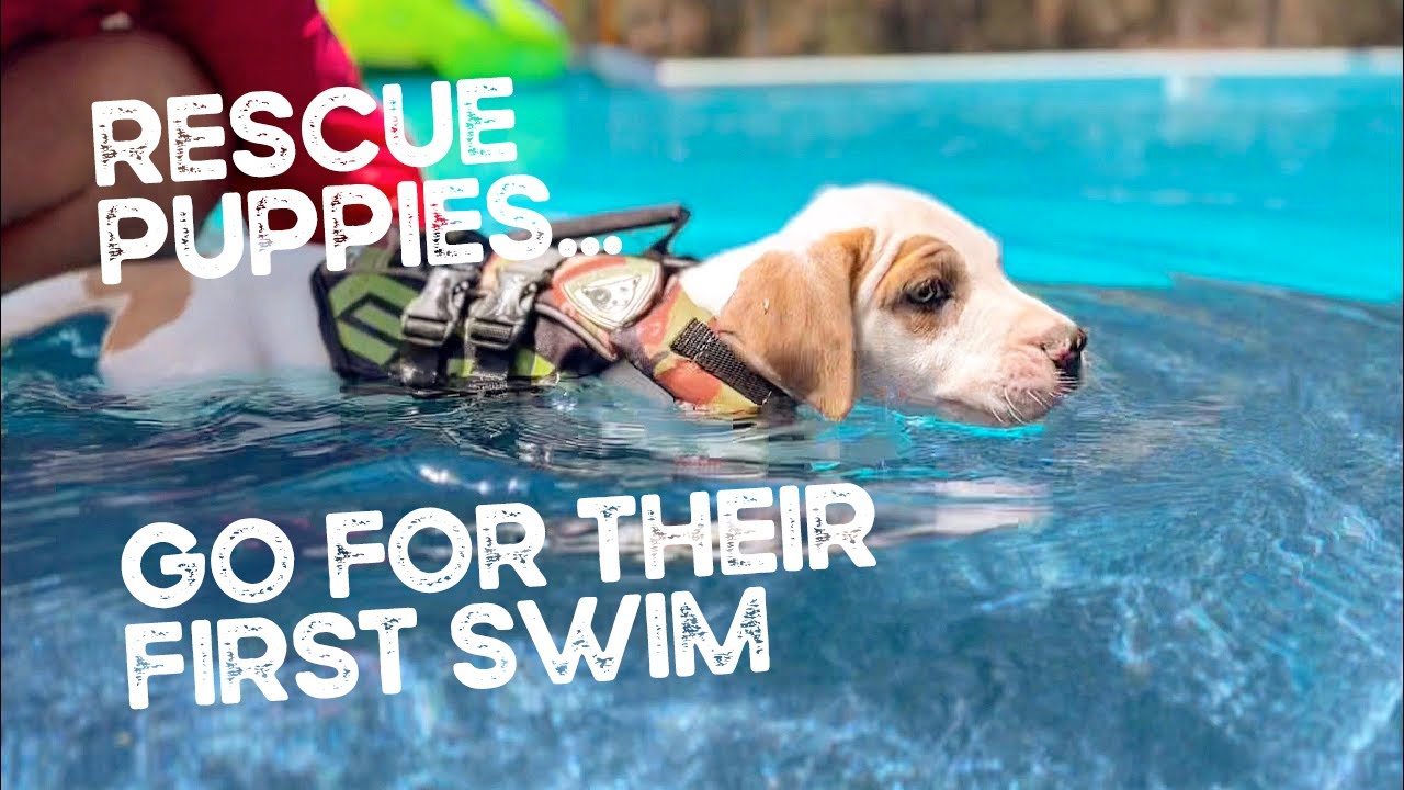 Can Dogs Swim In A Pool With A Liner