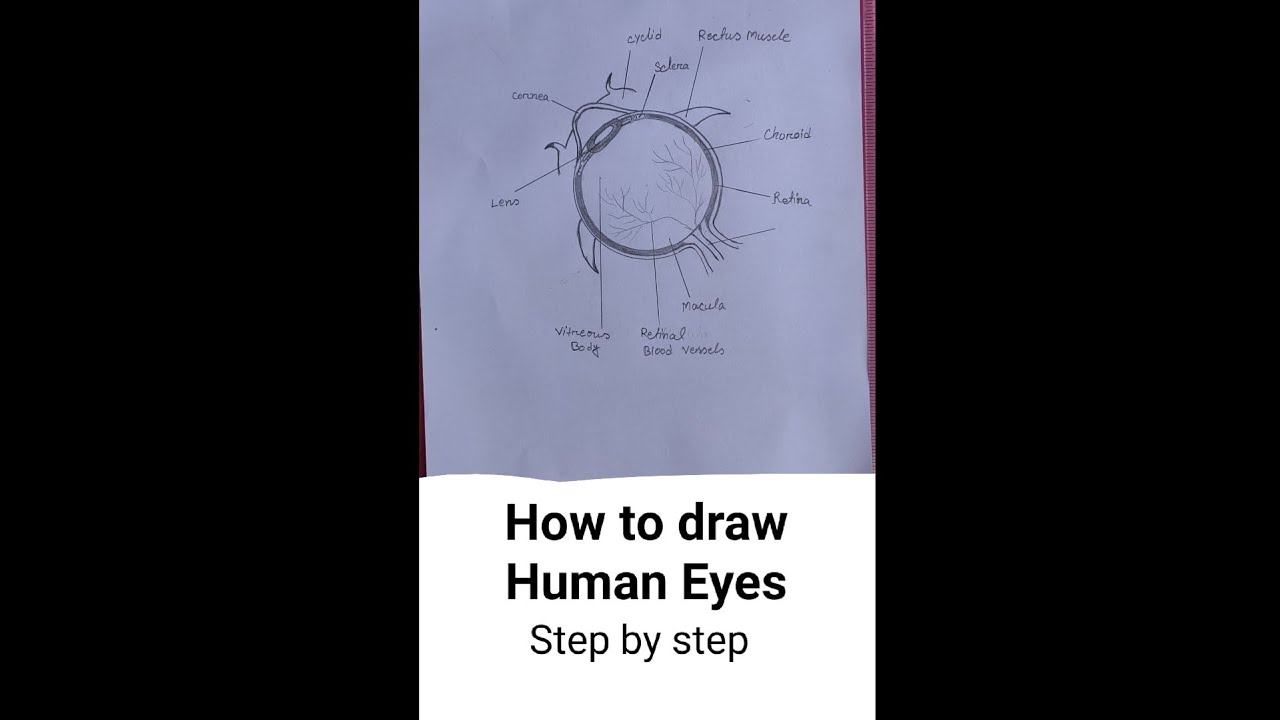 How to draw human eye | How to draw Human eye in easy way | Step by ...