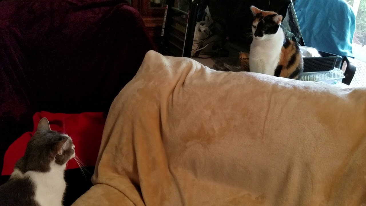 Cat video - feline standoff - YouTube