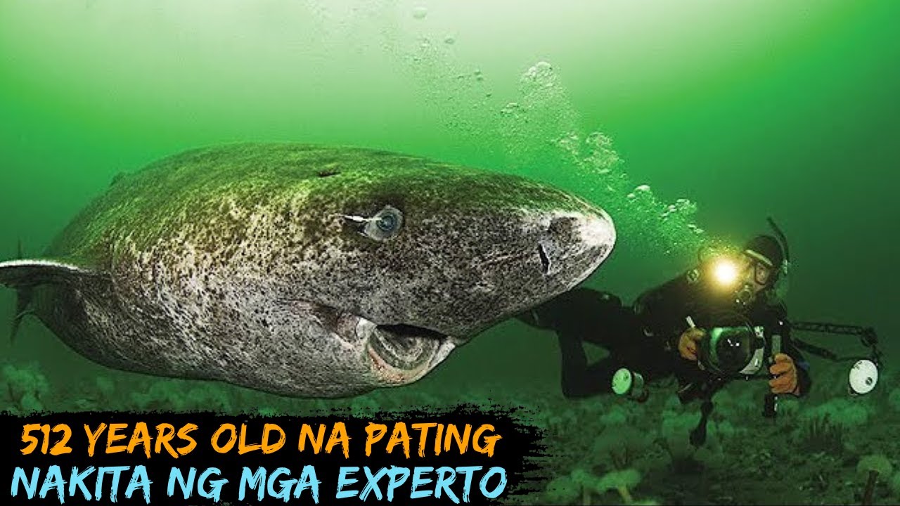 Ang Pinaka Matandang Pating sa Mundo ! 512 Years OLd - YouTube