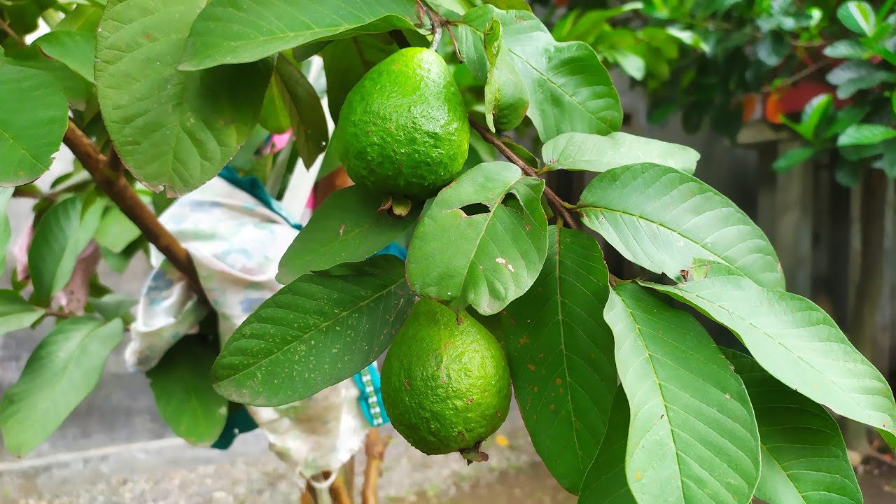 Manfaat Jambu Biji Merah Untuk Kesehatan Jantung Kulit dan Kadar Gula ...
