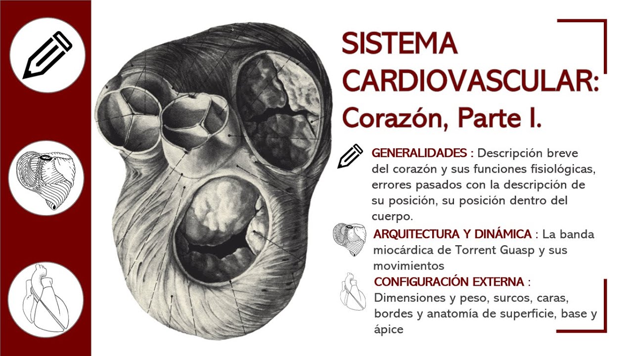 CORAZÓN, PARTE I - ANATOMÍA AL DETALLE: BANDA MIOCÁRDICA, DINÁMICA ...